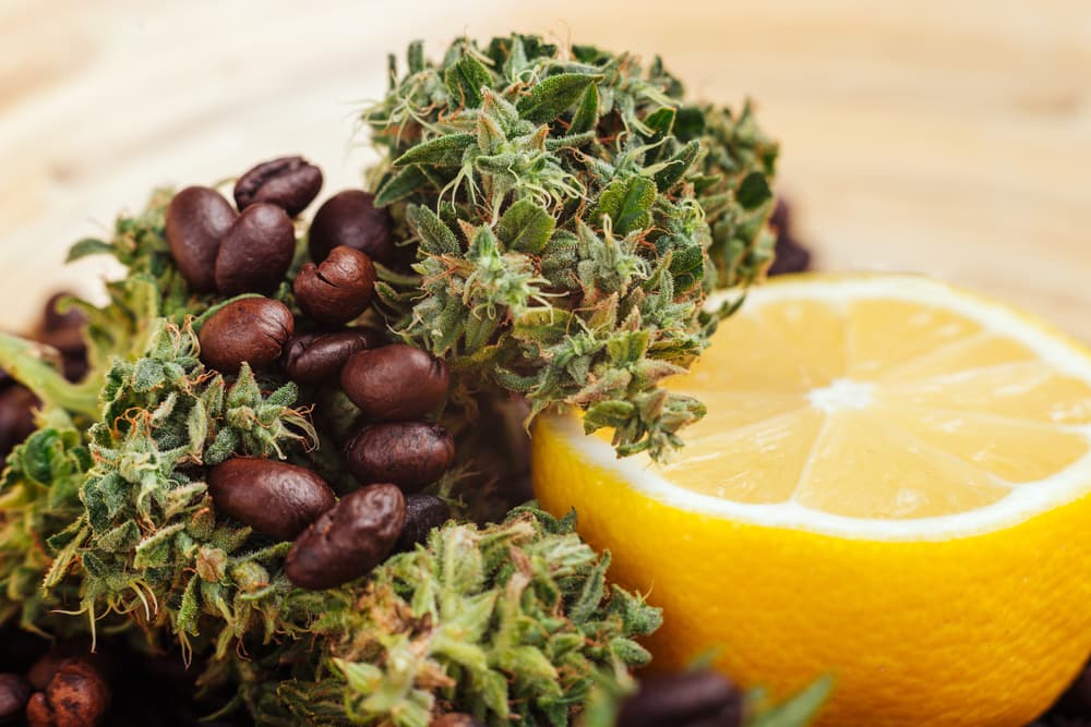 What is Dank? | The Cannabis Dictionary by Cannabutter Digest