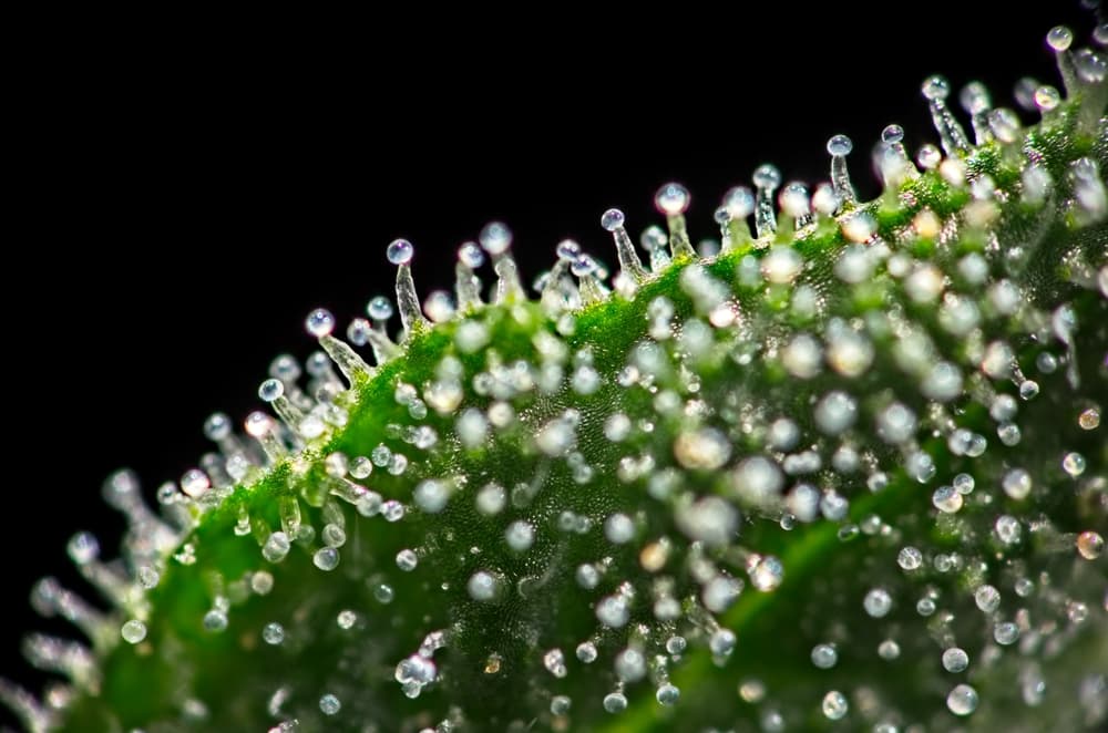 What is Trichome? | The Cannabis Dictionary by Cannabutter Digest