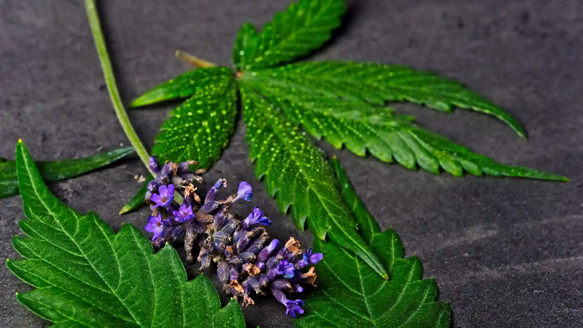 CannaButter Digest Ohio Cannabis Organization Holds First Farmers ...