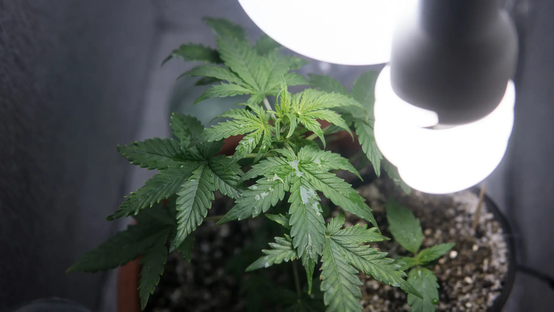 CannaButter Digest NY Issues New Round OF Cannabis Licenses, Bringing ...