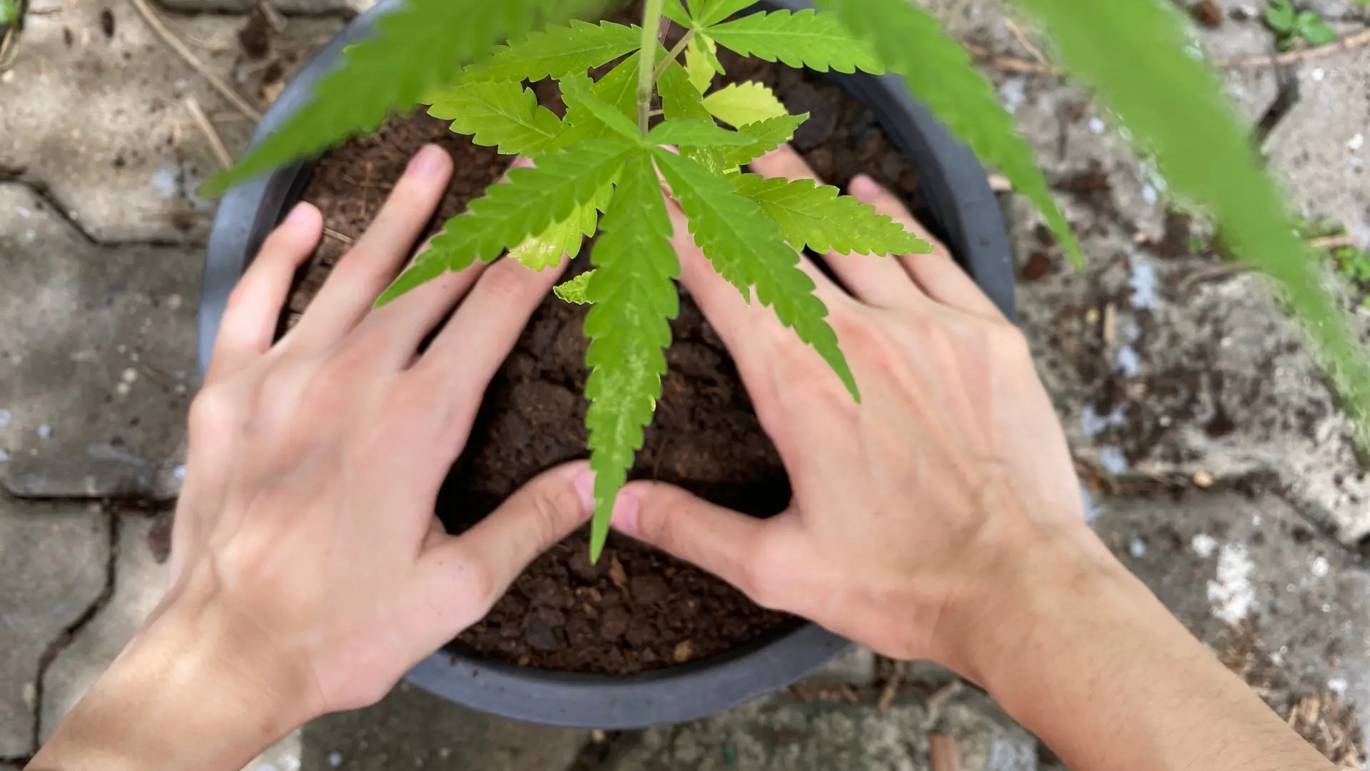 CannaButter Digest Study Shows Medical Marijuana Reduces Opioid Use for ...