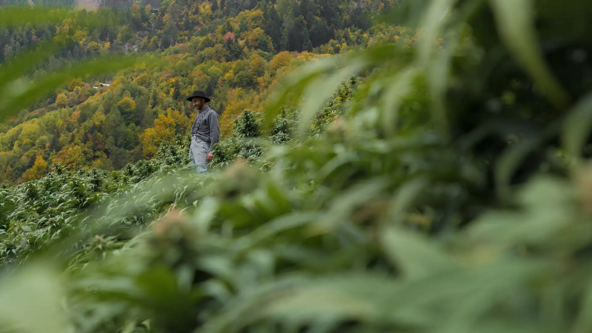 CannaButter Digest New Poll Finds Many Americans Think Marijuana Use Is ...