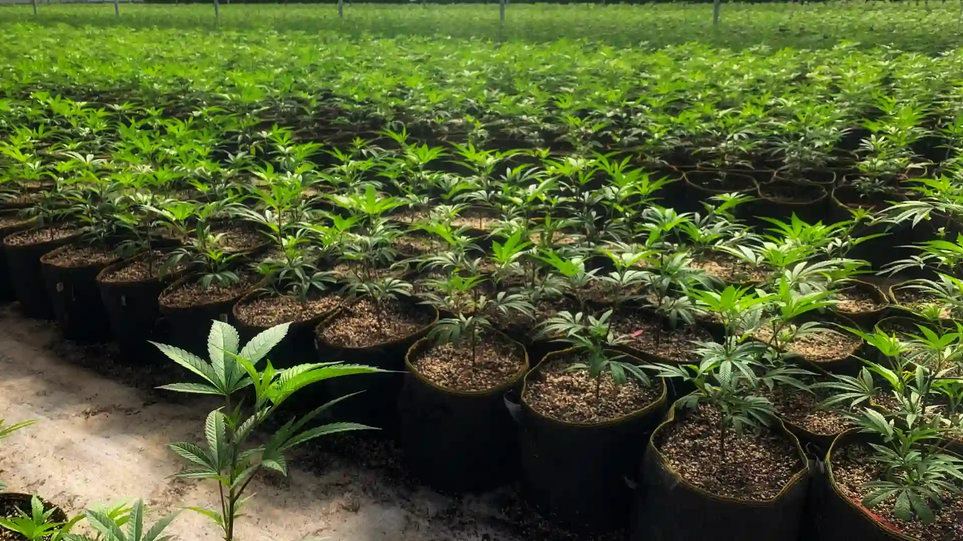 CannaButter Digest Sales Of Recreational Marijuana Set To Begin This ...