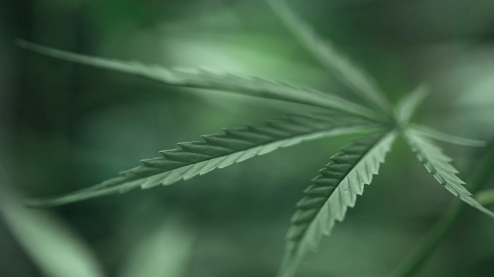 CannaButter Digest Study Finds Marijuana Users Have Better Outcomes ...
